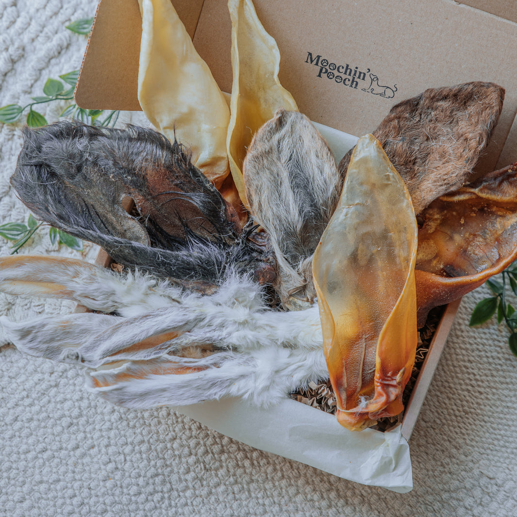 Pooch Packs – Moochin' Pooch
