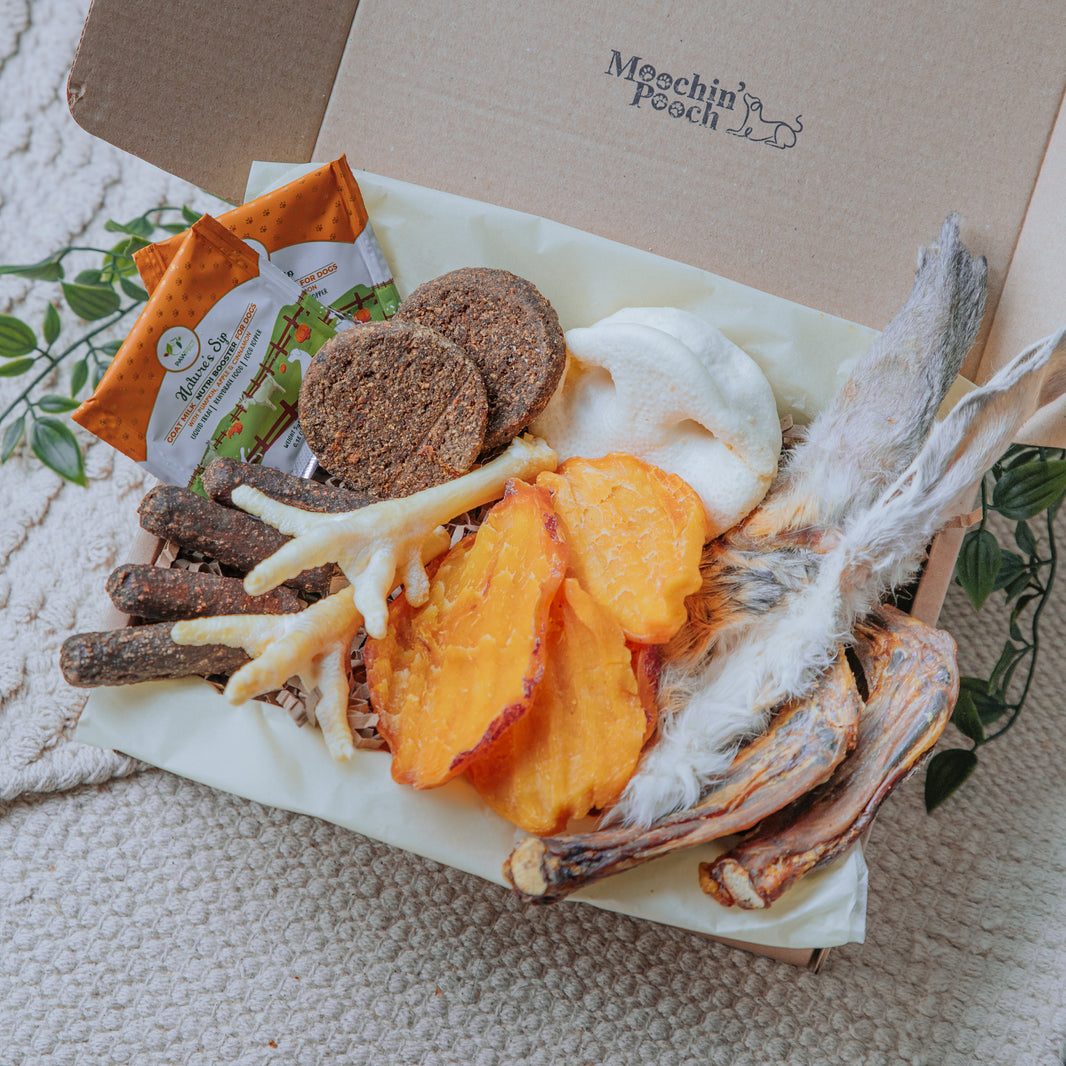 Pooch Packs – Moochin' Pooch