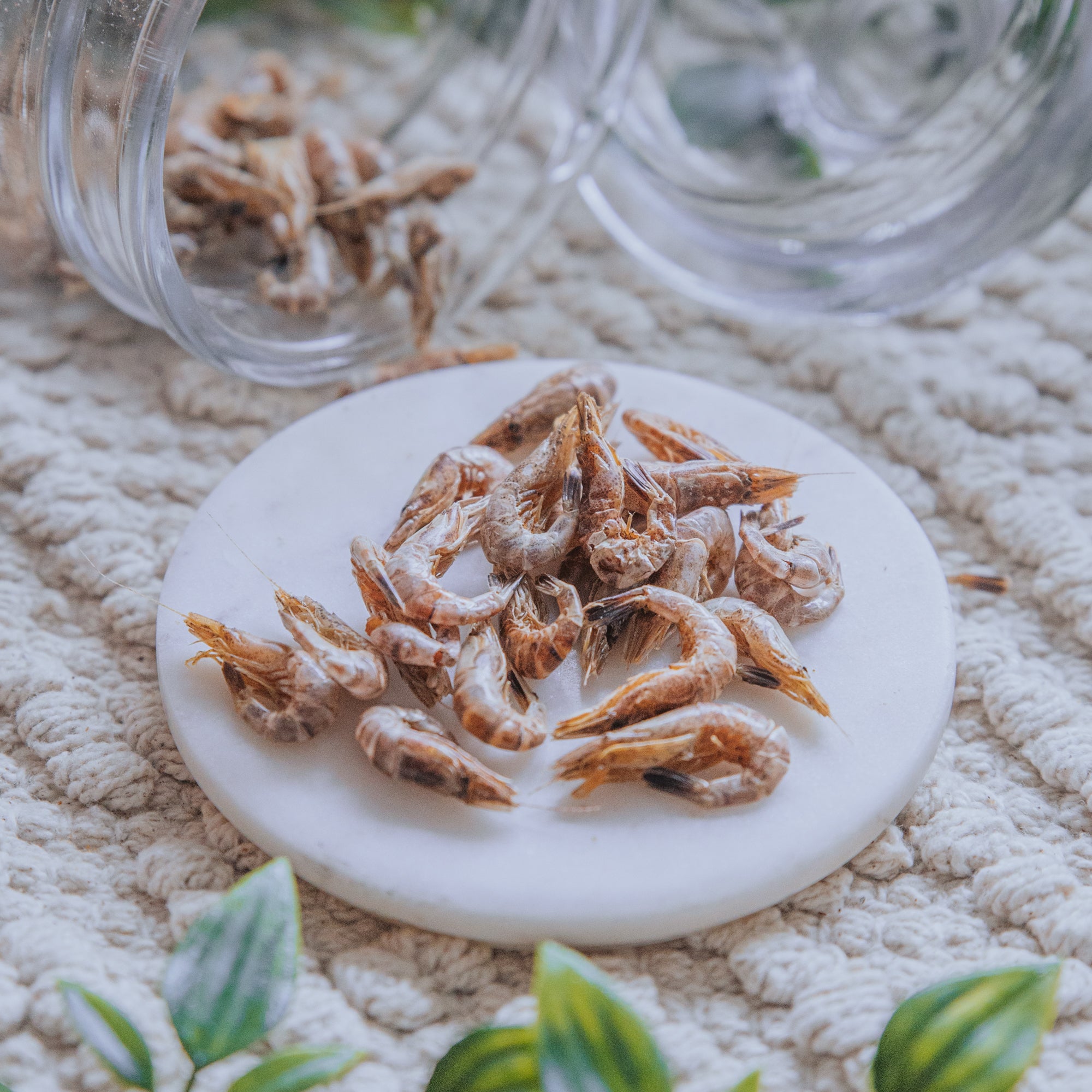 Dried Atlantic Shrimp (50g) – Moochin' Pooch